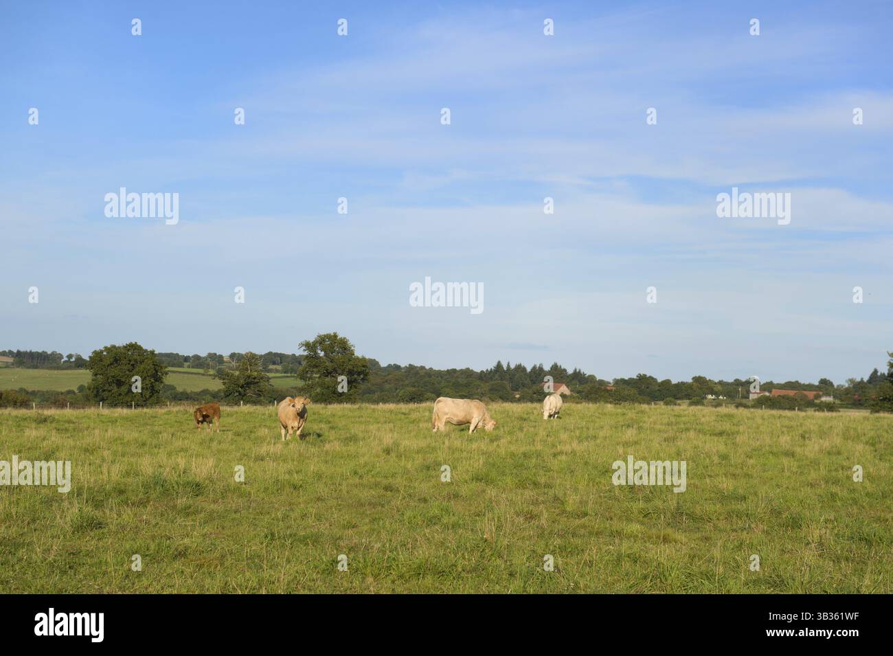 Cattle brown French cows in landscape with meadows Stock Photo - Alamy