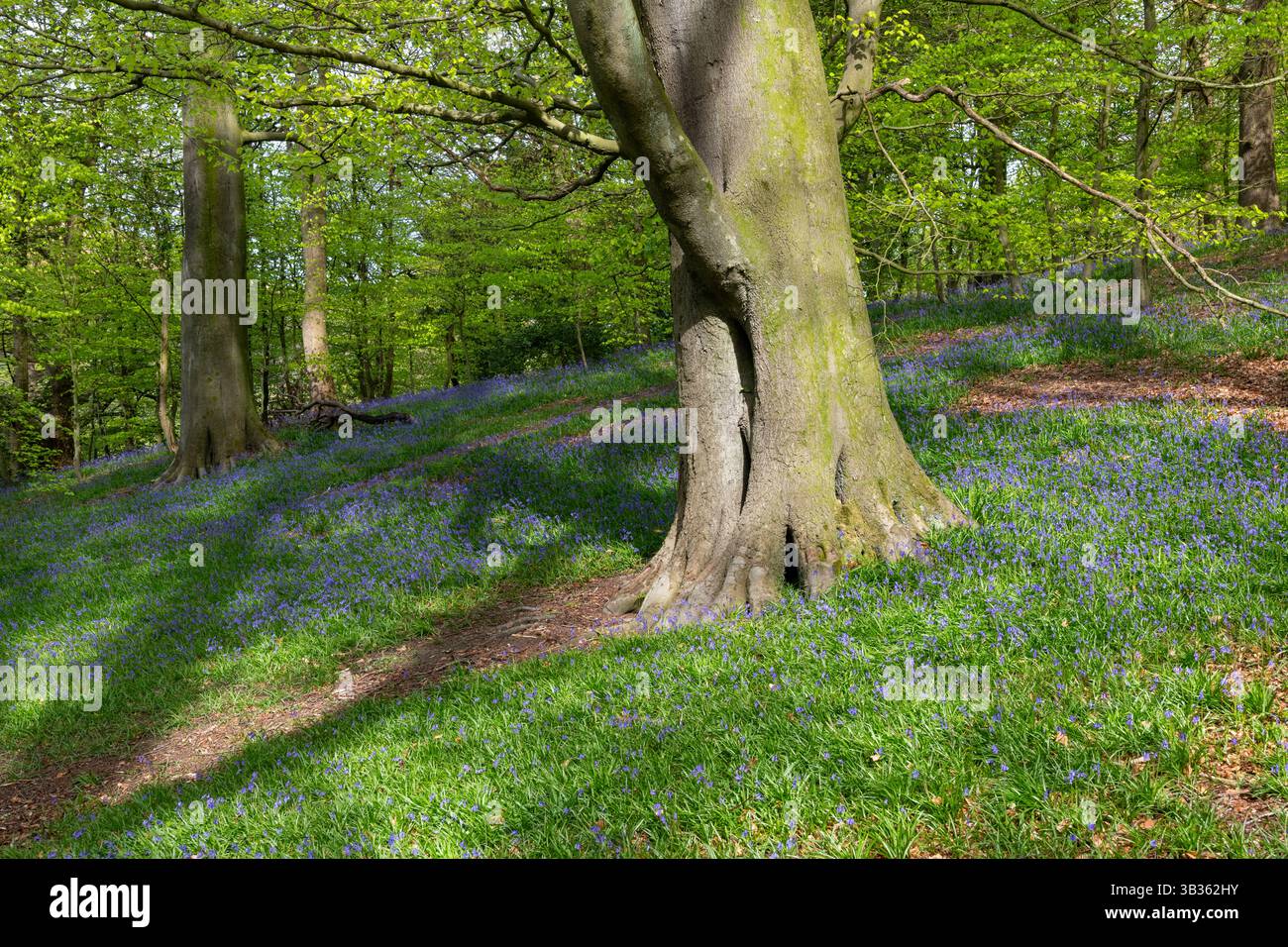 Bluebell woodland at Little Hayfield in the Peak District, Derbyshire ...