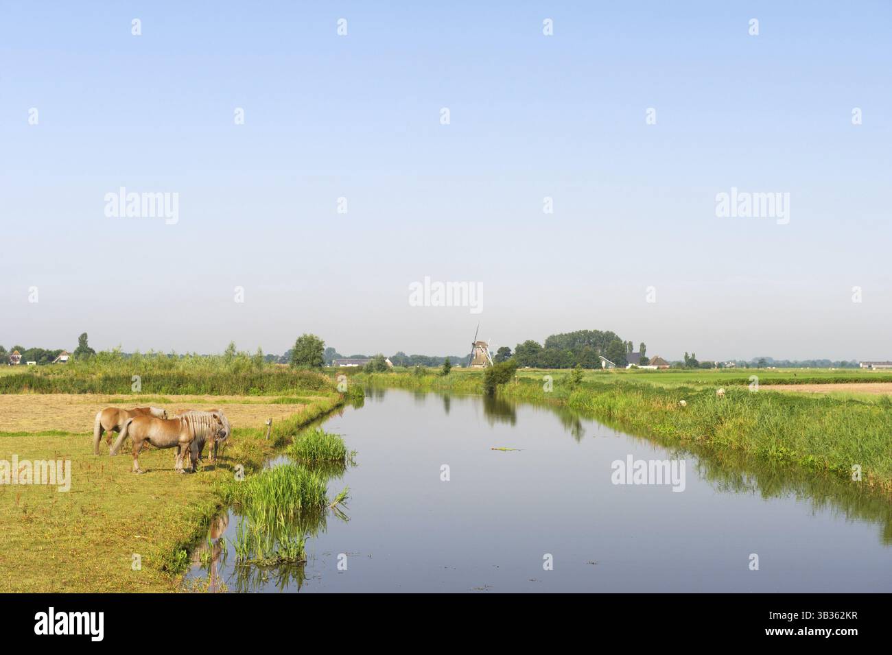 Dutch landscape in Friesland with horses water and windmill at the ...
