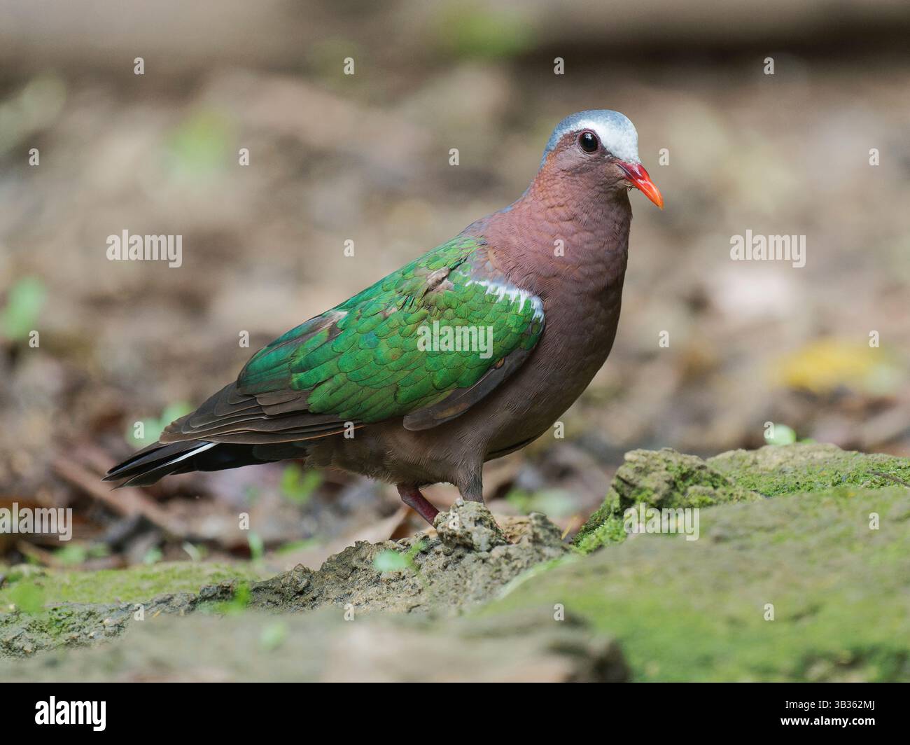 Asian birding hi-res stock photography and images - Alamy
