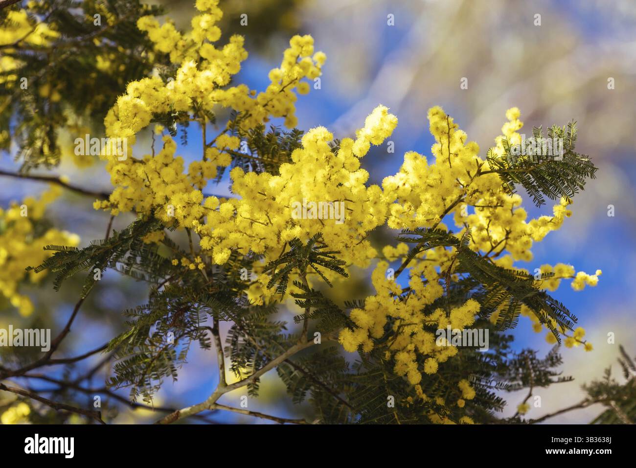 Blossoming of Mimosa tree (Acacia Pycnantha), otherwise known as Golden ...