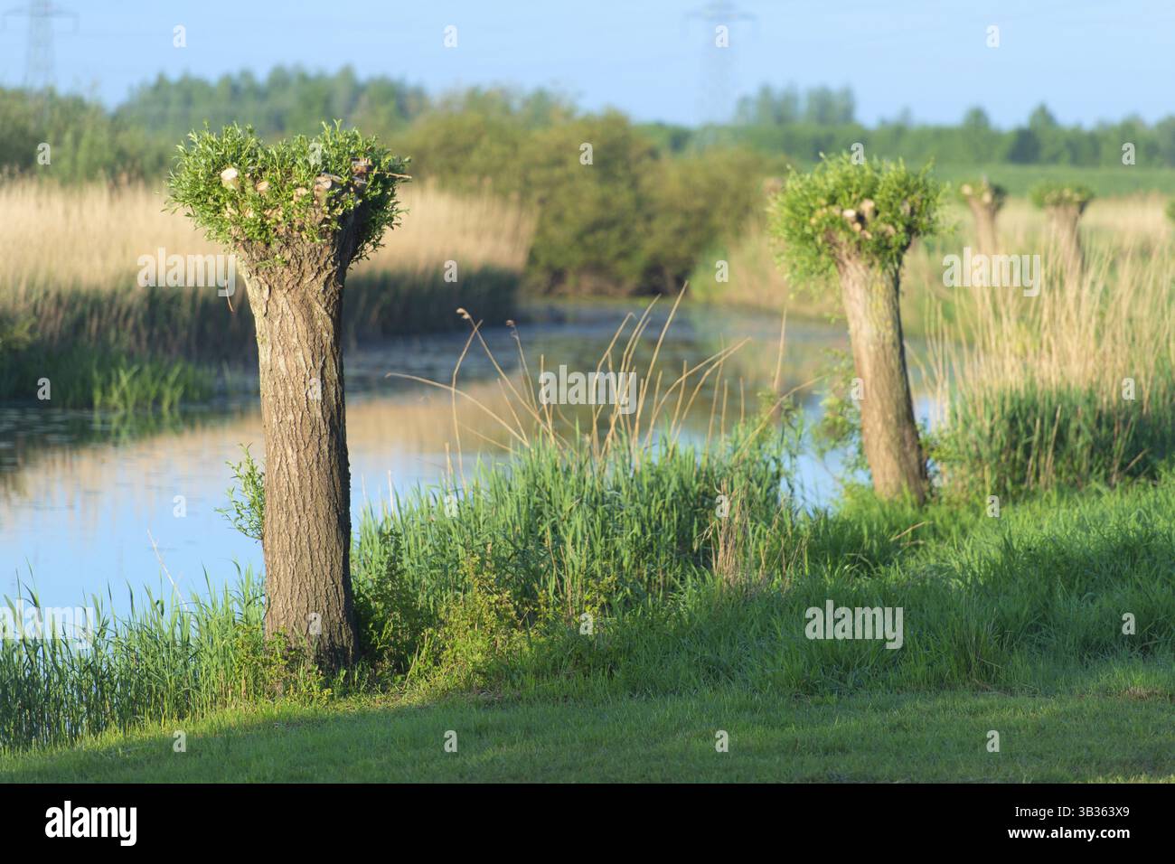 Pollard willows in Dutch river landscape Stock Photo - Alamy