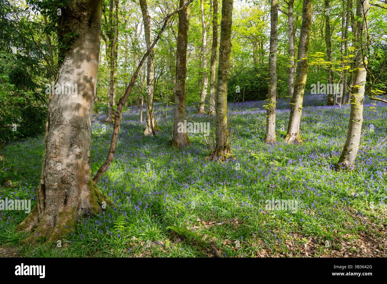 Bluebell woodland at Little Hayfield in the Peak District, Derbyshire ...