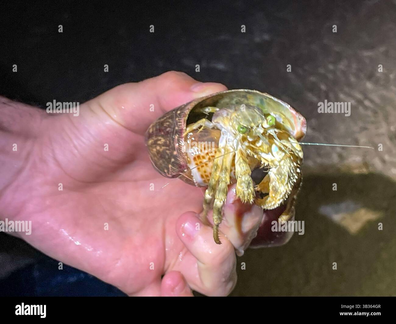 Hermit crab in hand caught on the beach Stock Photo - Alamy
