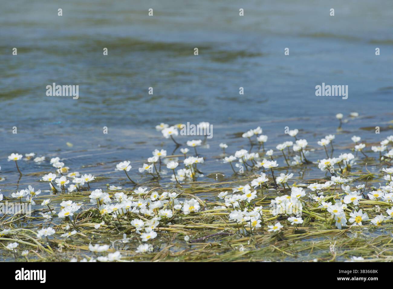 Common frogbit in water hi-res stock photography and images - Alamy