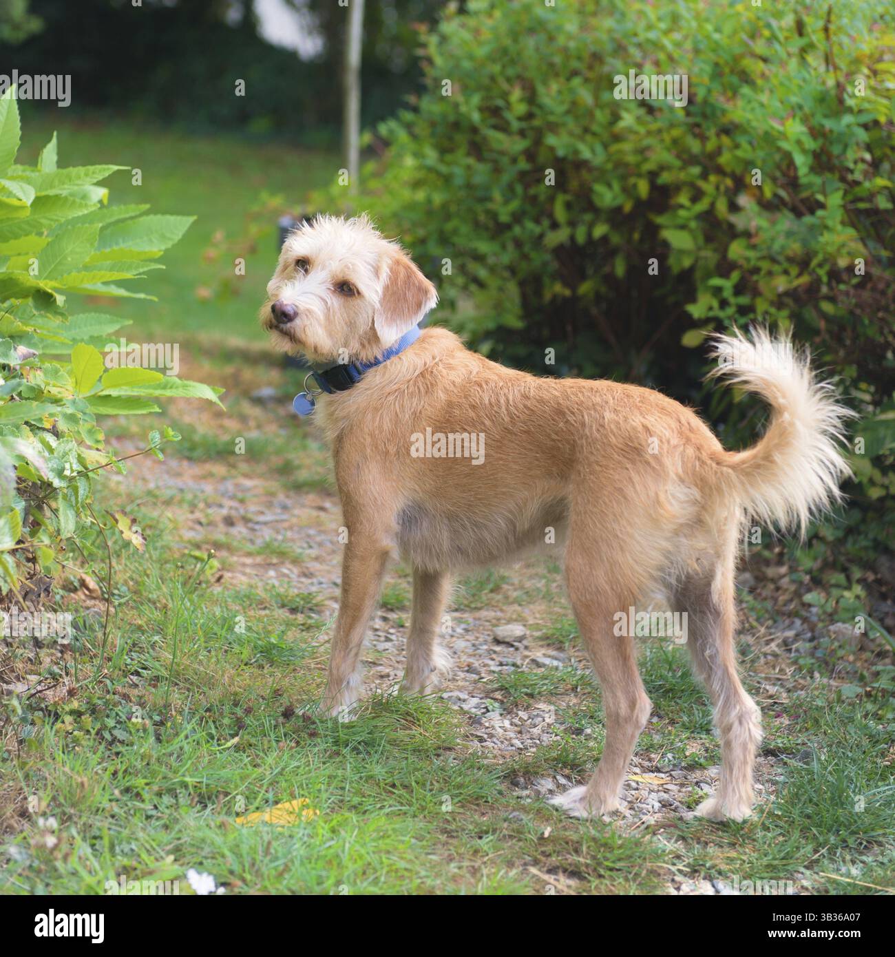 Outdoor little cross breed dog standing in the garden Stock Photo - Alamy