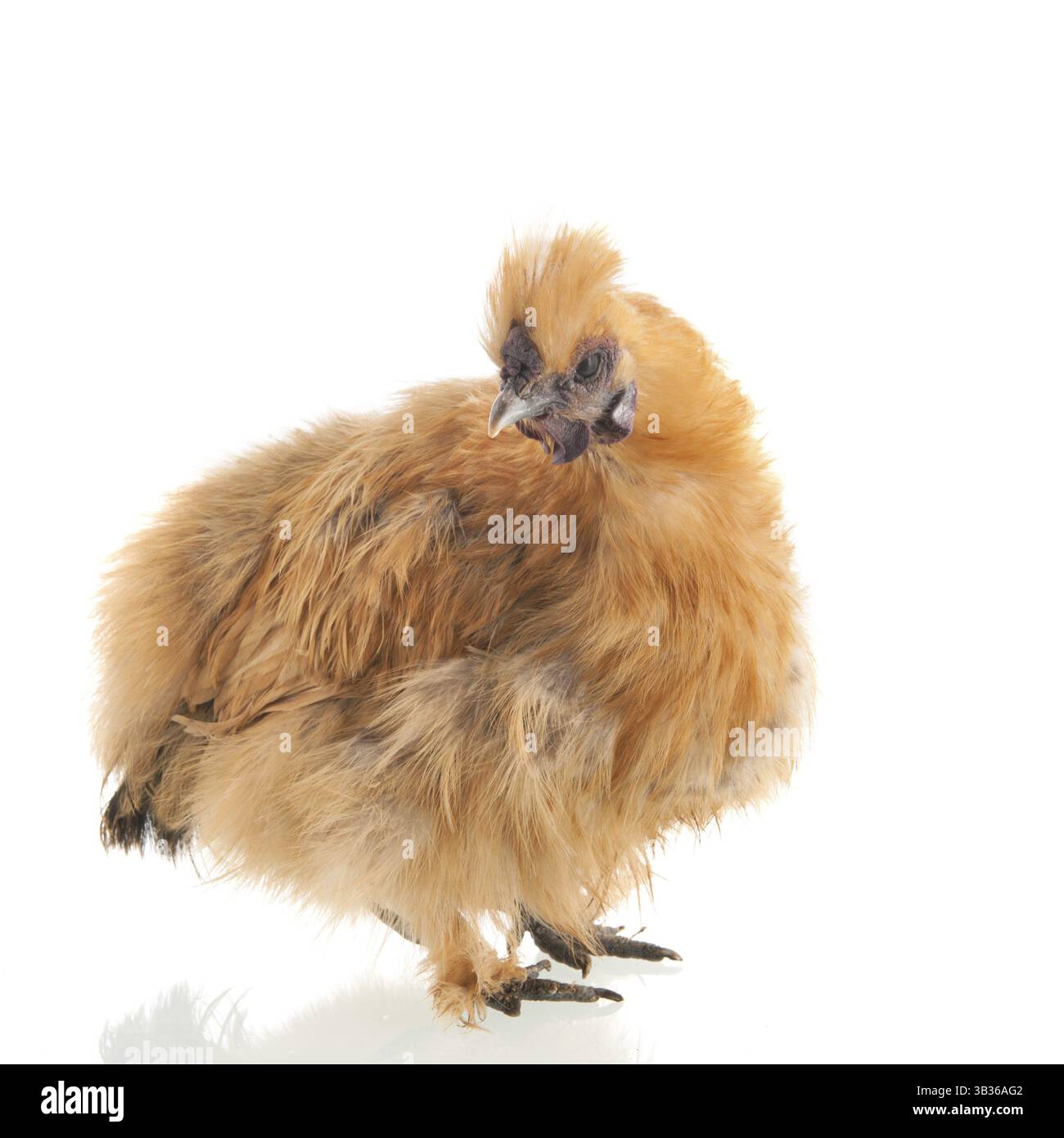 Silkie chickens brown hi-res stock photography and images - Alamy