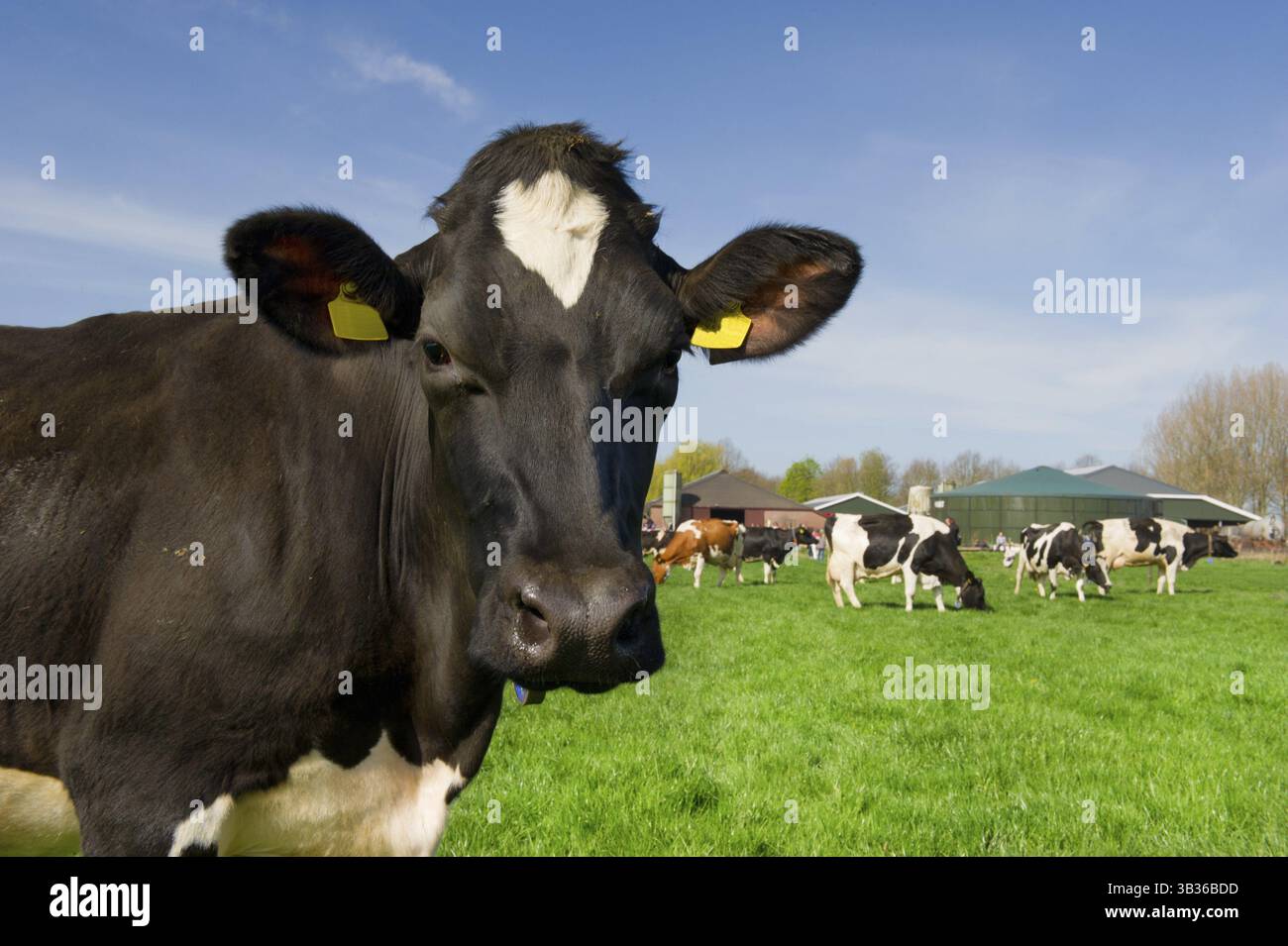Black white dutch cow hi-res stock photography and images - Alamy