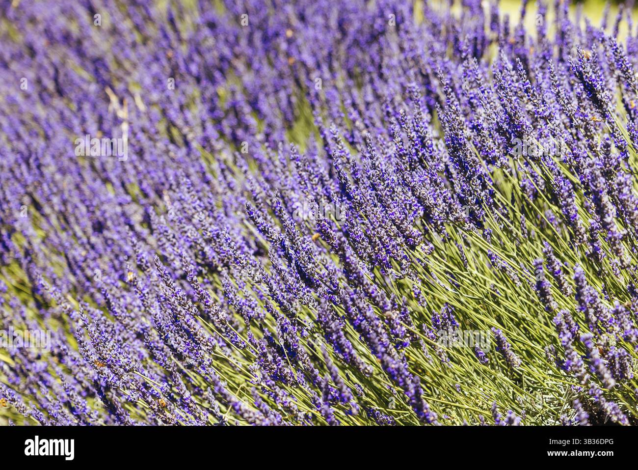 Lavender bush on hot hi-res stock photography and images - Alamy