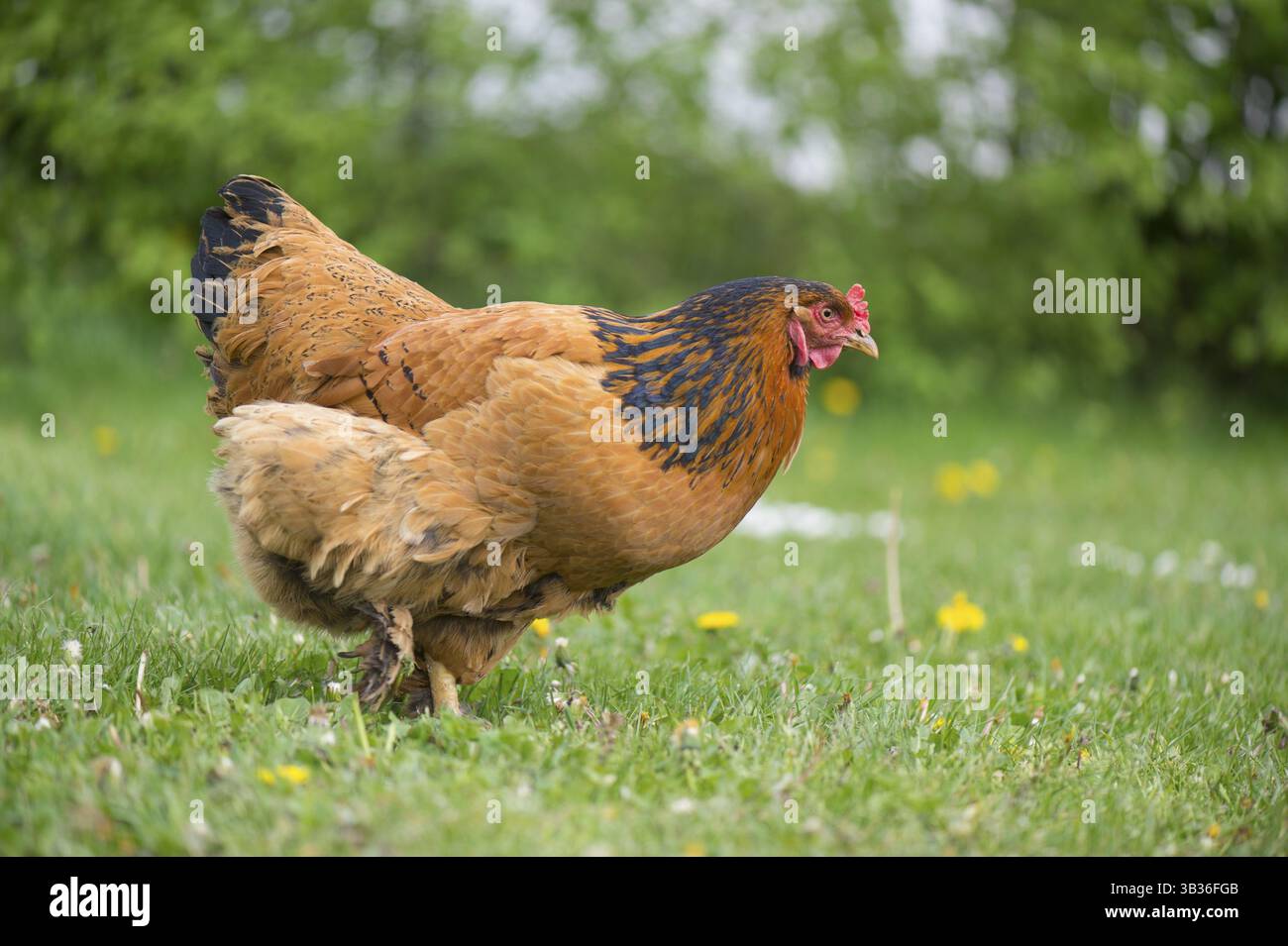 Outdoor chicken enclosure hi-res stock photography and images - Alamy