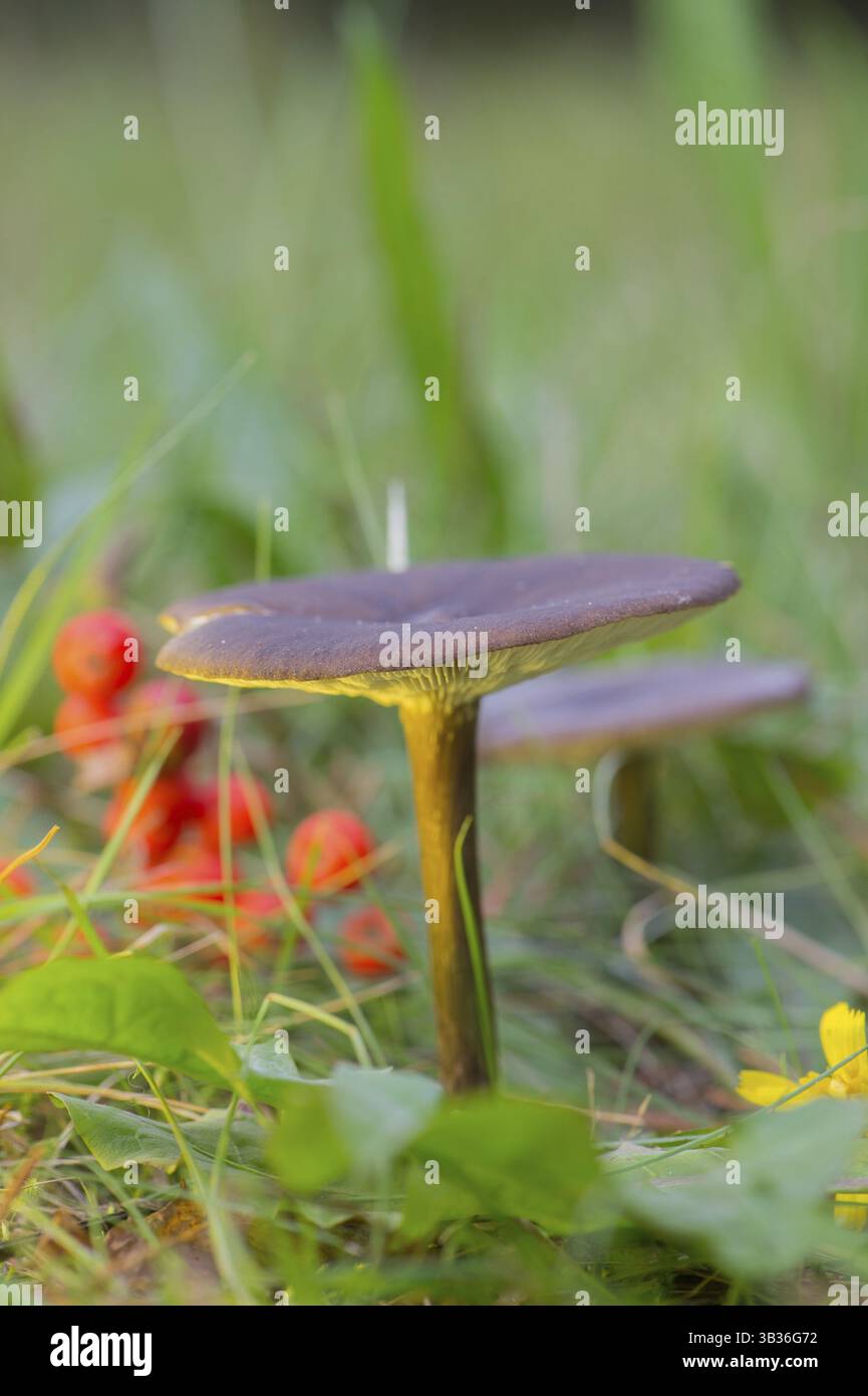 Group blue stalk mushroom Stock Photo - Alamy