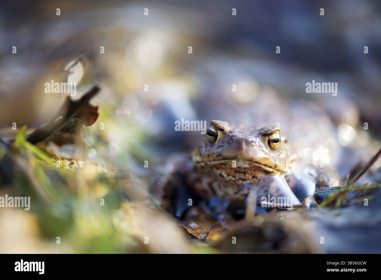 Common toad in water Stock Photo - Alamy