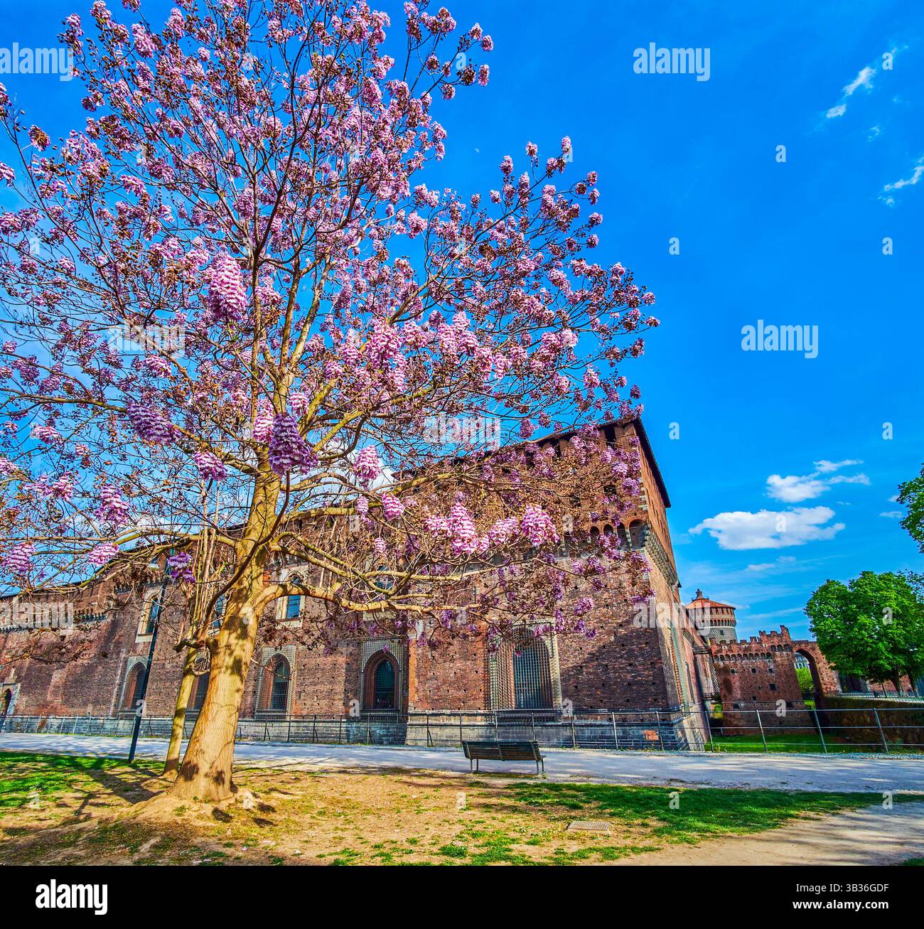 Lush blooming Princess Tree (Empress Tree) at Sforza Castle in Sempione ...
