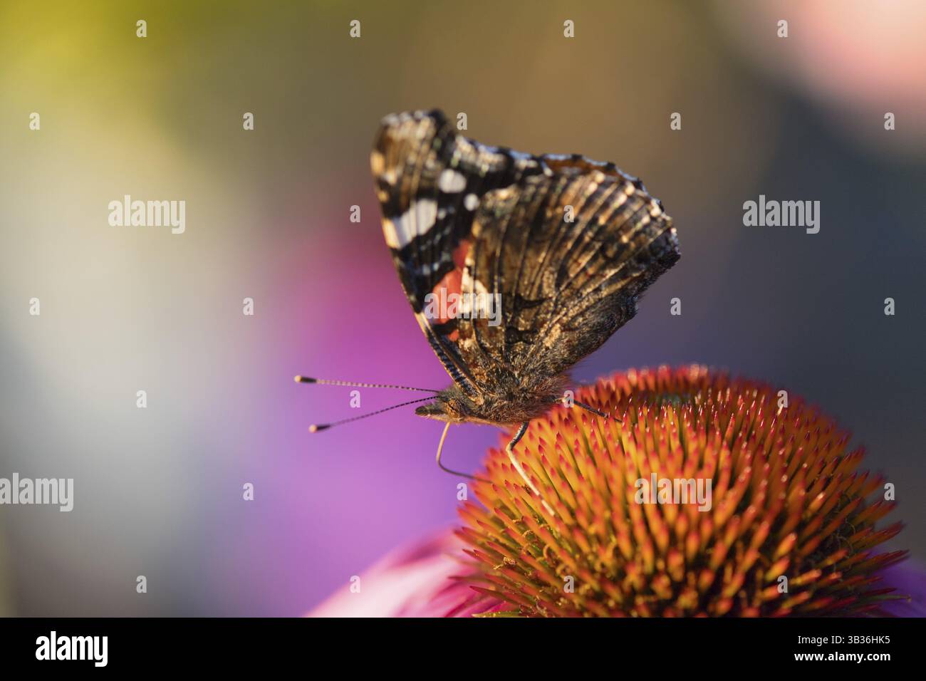 Monarch butterfly on Echinacea purpurea coneflower in macro Stock Photo ...