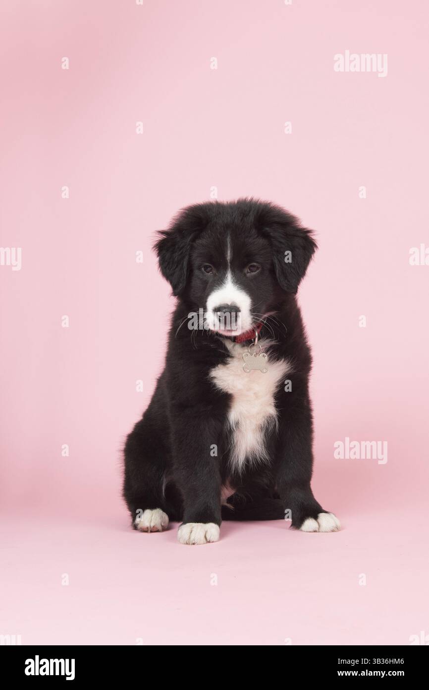 Cute border collie puppy on pink background Stock Photo - Alamy