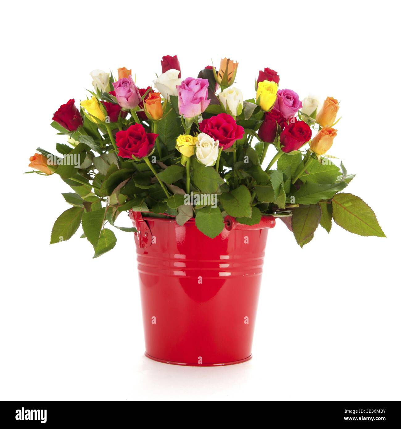Bouquet mixed roses in red bucket isolated over white background Stock ...