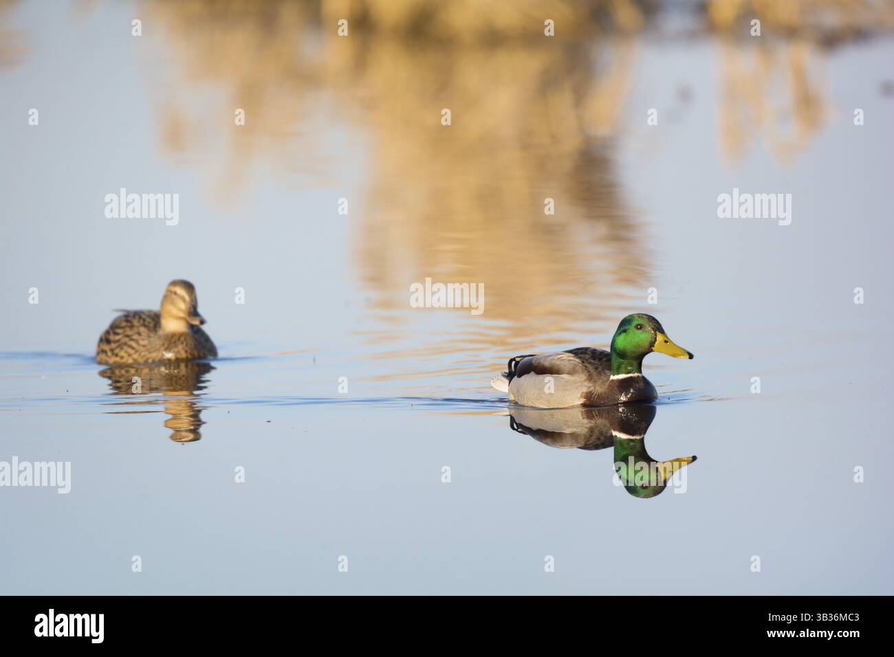 Couple mallards swimming in water Stock Photo - Alamy