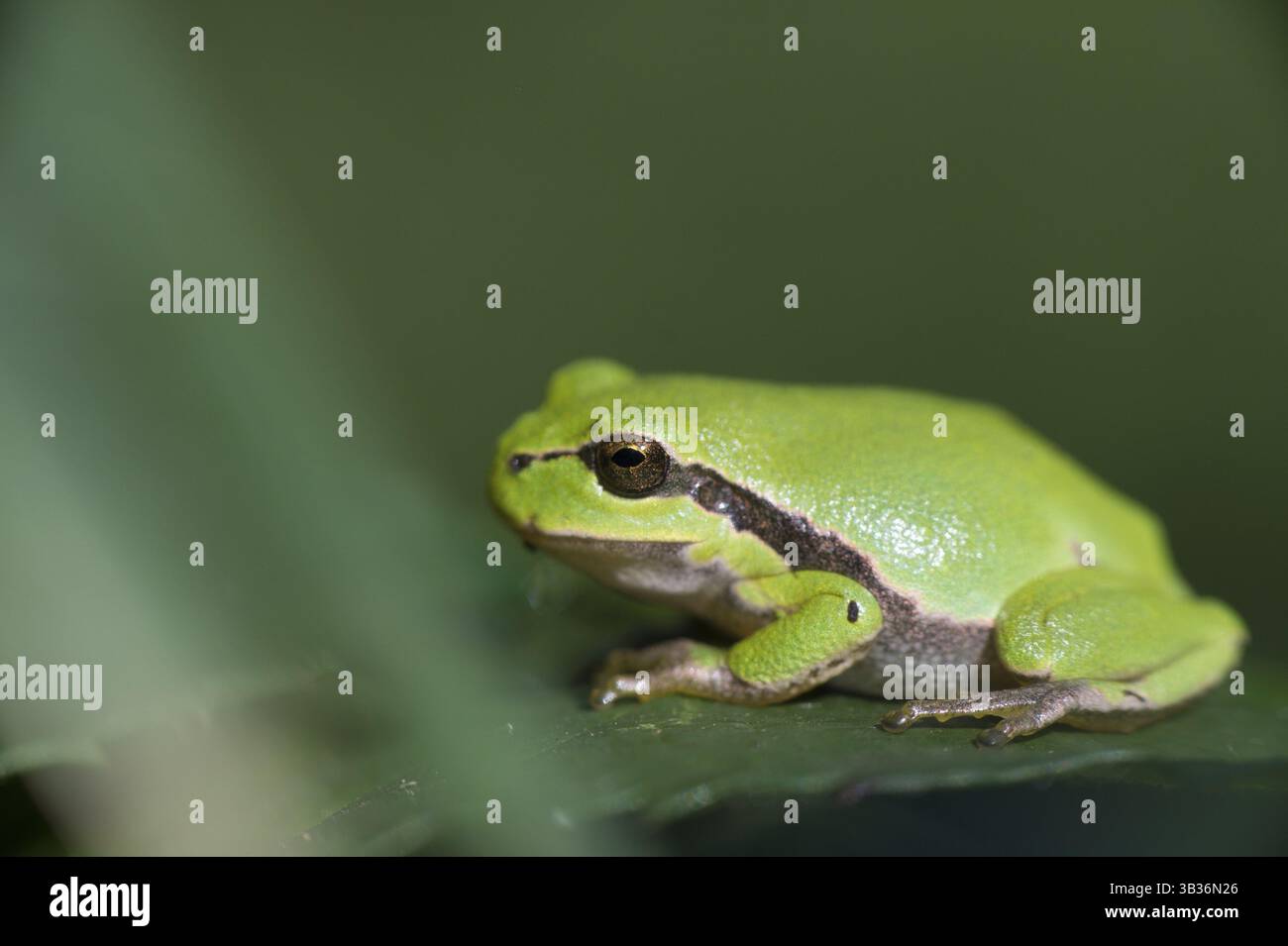 Tree frog Hyla arborea in nature Stock Photo - Alamy