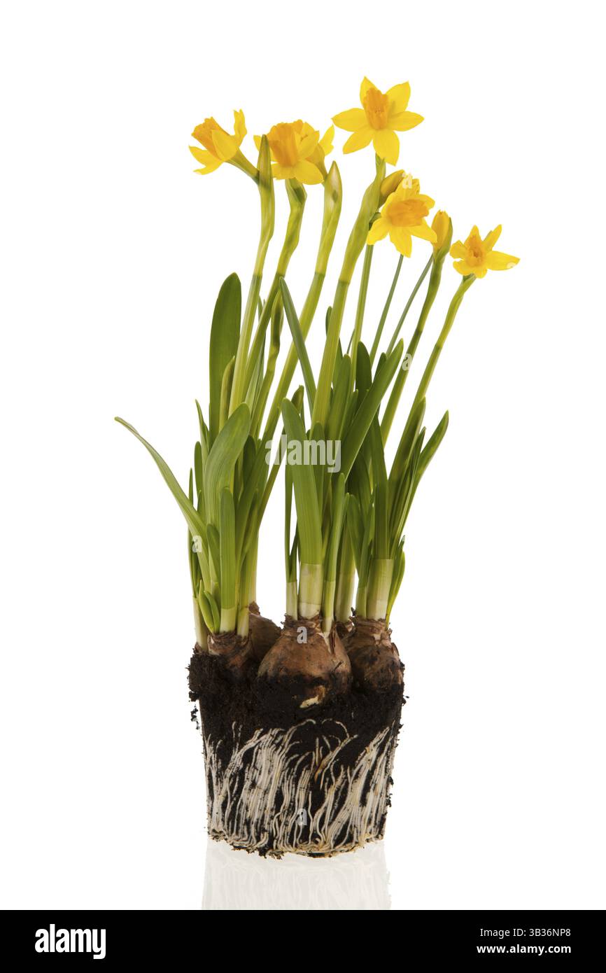Yellow daffodils in spring with bulbs earth and roots Stock Photo - Alamy