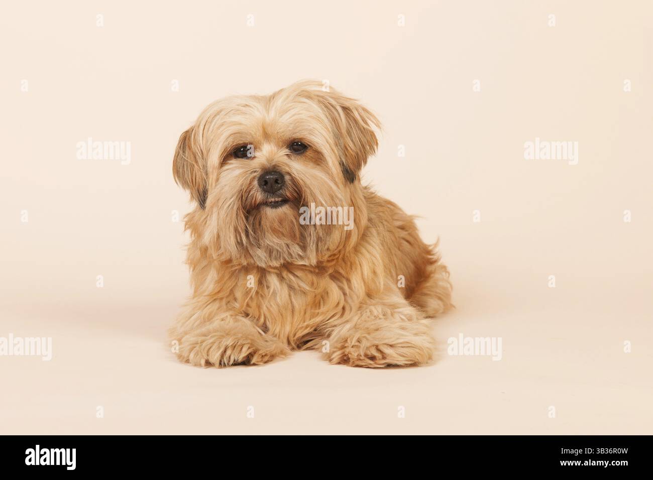 Little mixed breed dog with long hair on beige background Stock Photo ...