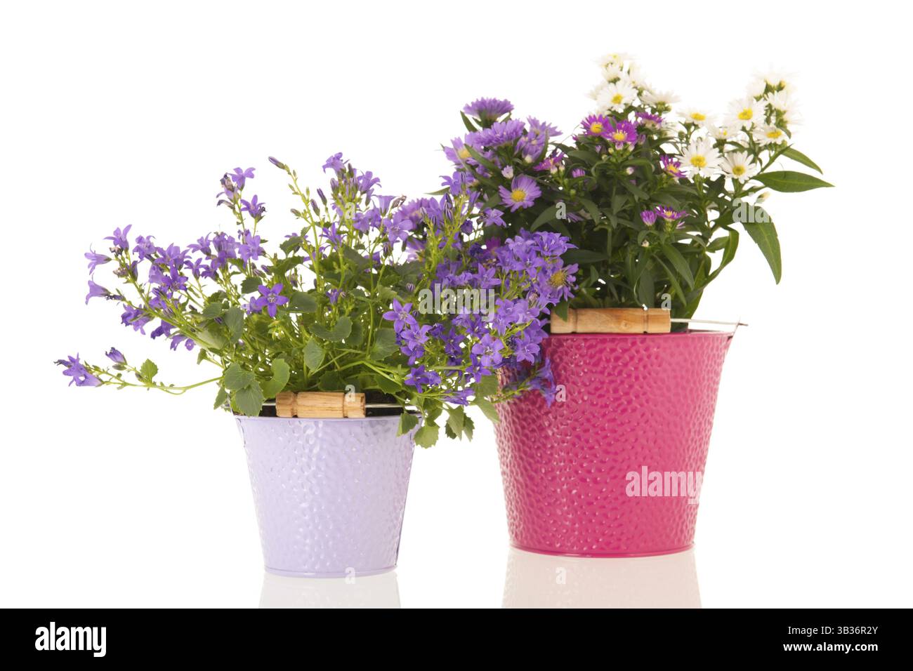 Pink english daisy flower asteraceae Cut Out Stock Images & Pictures ...