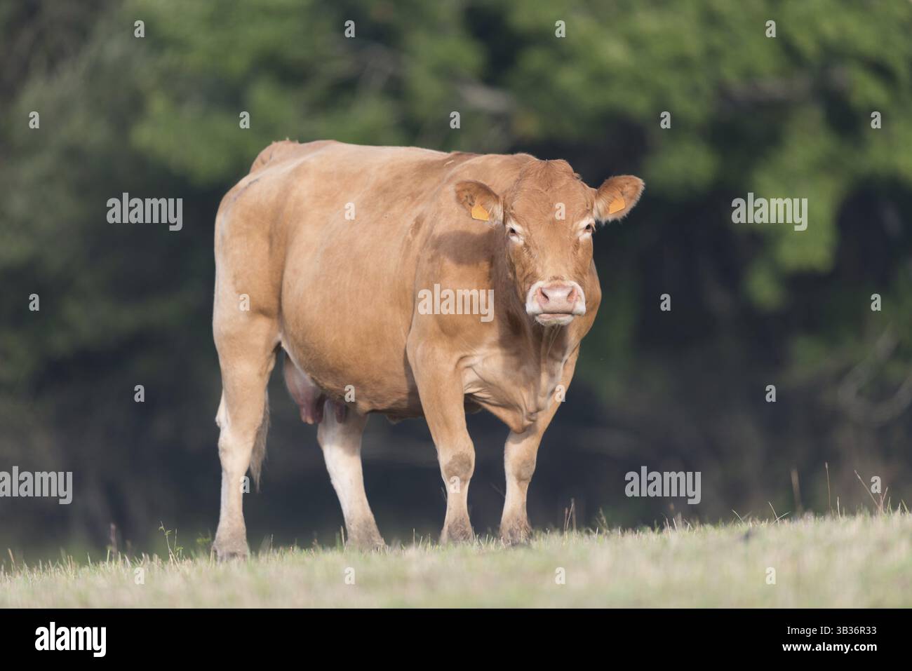 Limousin french limousine breed hi-res stock photography and images - Alamy