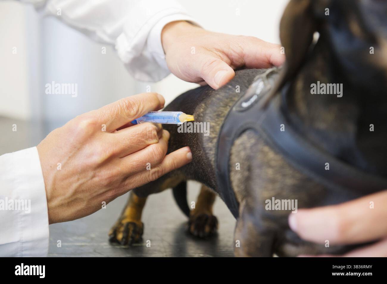 Veterinarian is giving dog a vaccine with syringe Stock Photo - Alamy