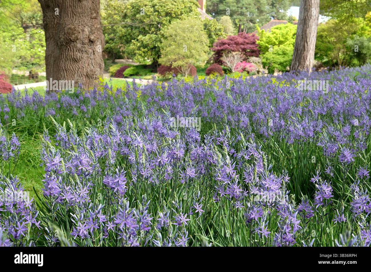 A field of purple Camassia, also known as camas, quamash, Indian ...