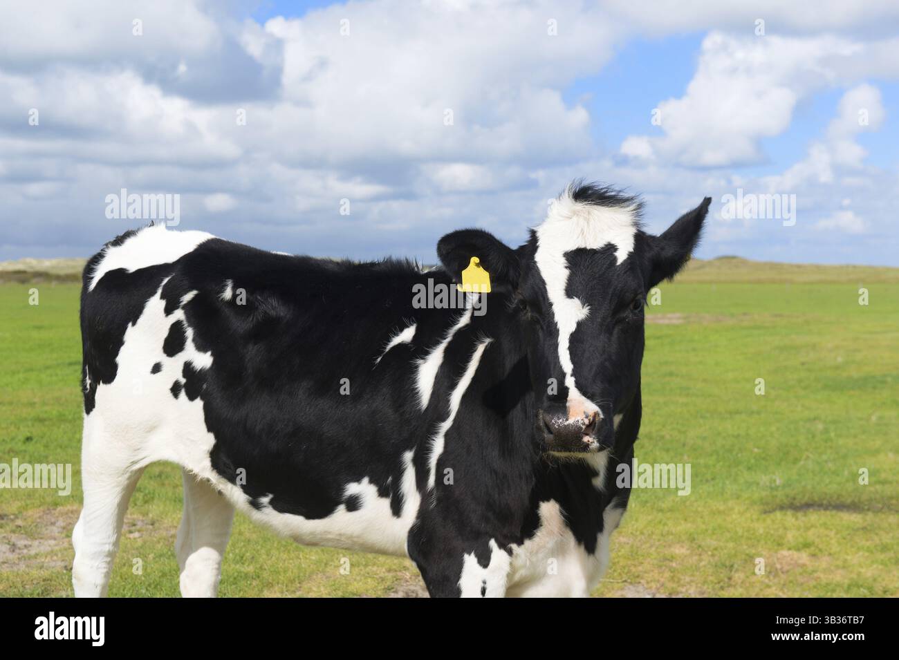 Dutch breed cow hi-res stock photography and images - Alamy