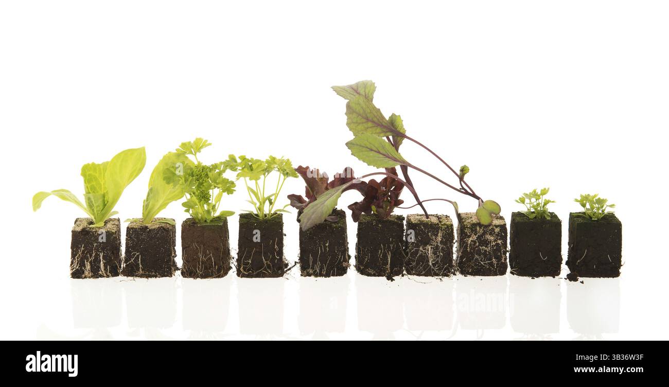 Rows plants Cut Out Stock Images & Pictures - Alamy