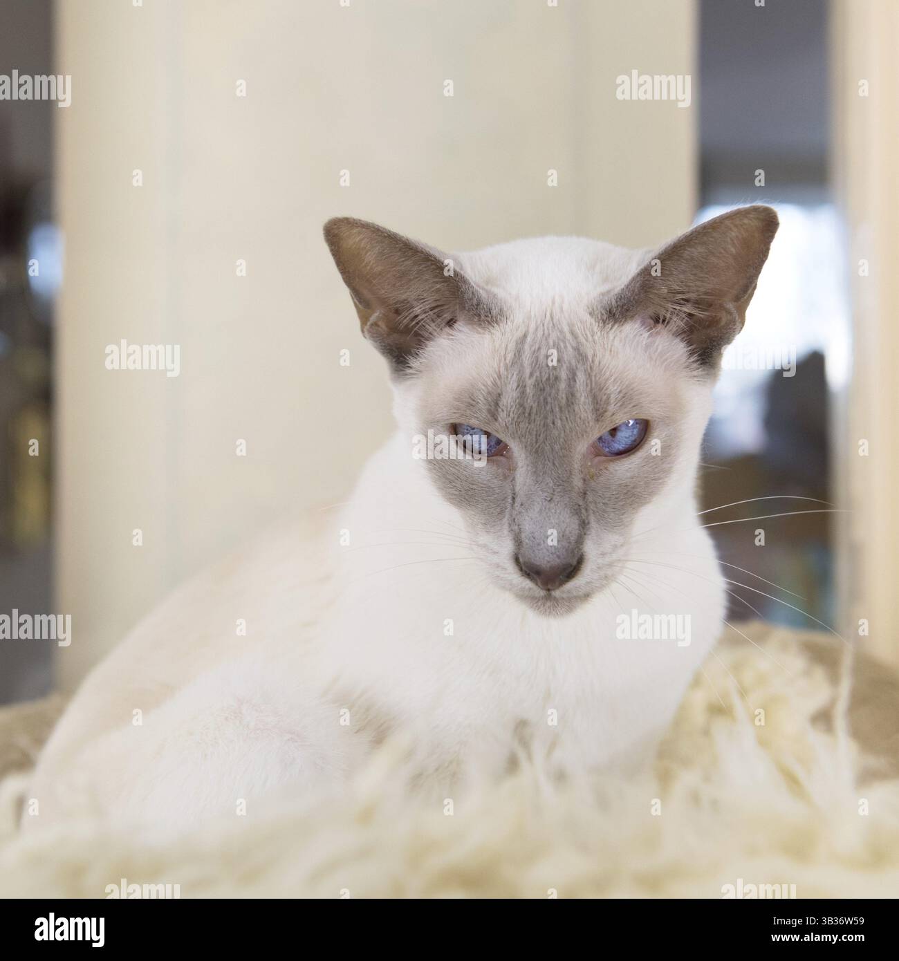 Adult Lilac point Siamese cat in hanging bed Stock Photo - Alamy
