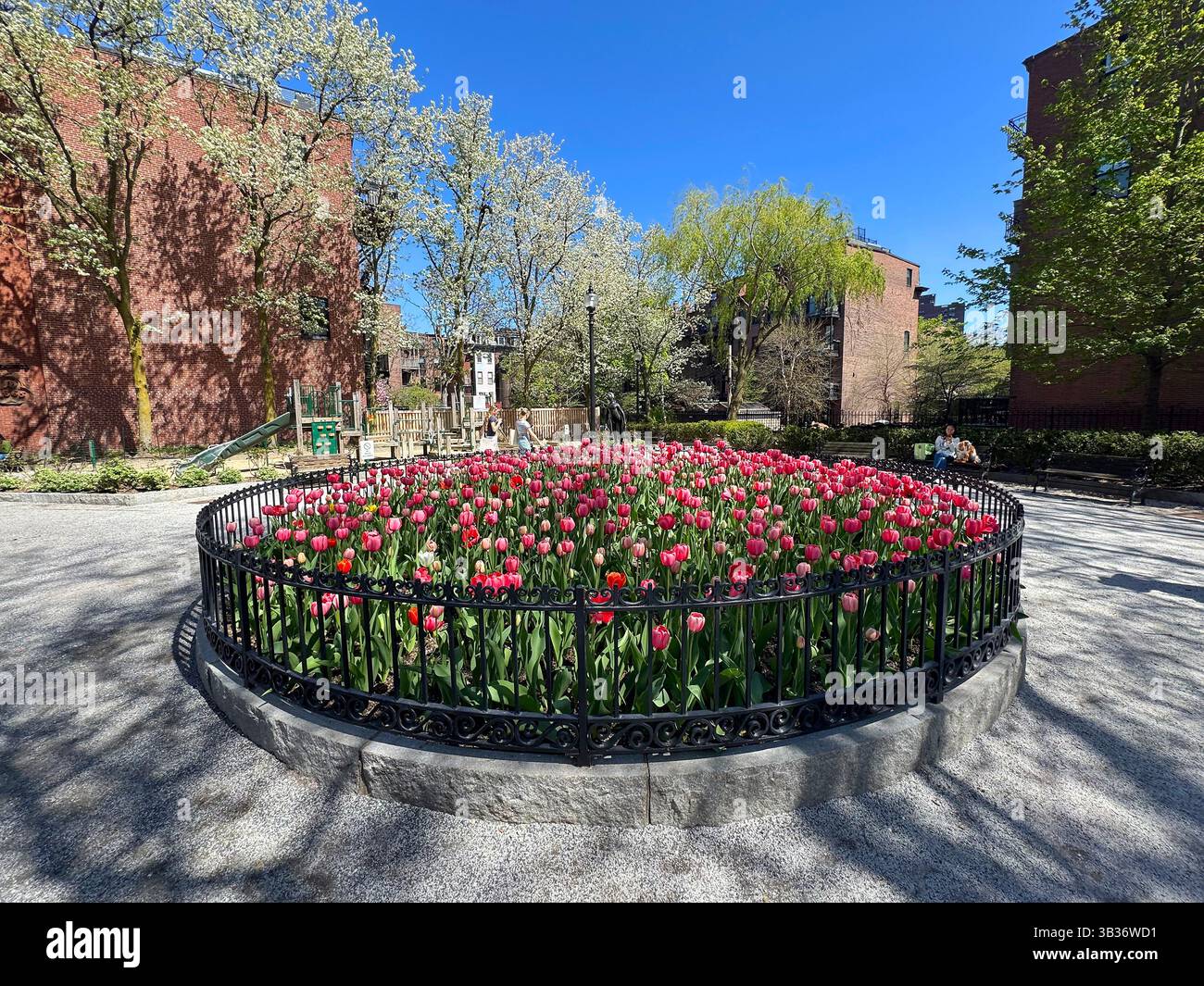 28 April 2025 Boston, Massachusetts, USA Spring tulips in Hayes Park in ...