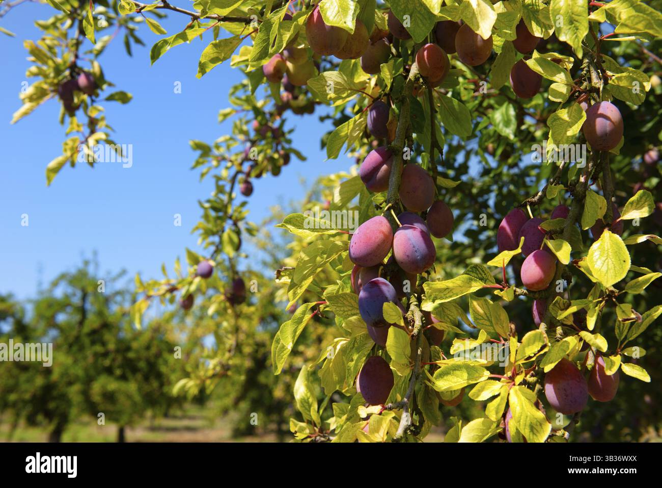 Ripening plums prunus domestica hi-res stock photography and images - Alamy