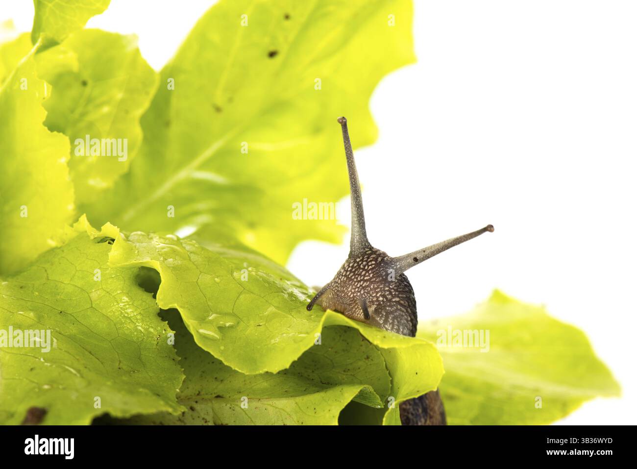 Snail eating in the lettuce Stock Photo - Alamy