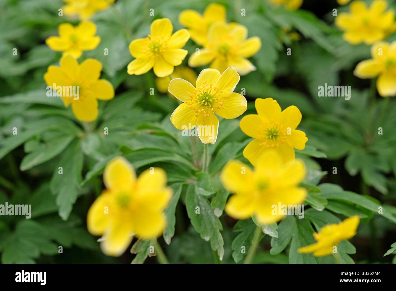 Anemone ranunculoides, yellow anemone, in flower Stock Photo - Alamy