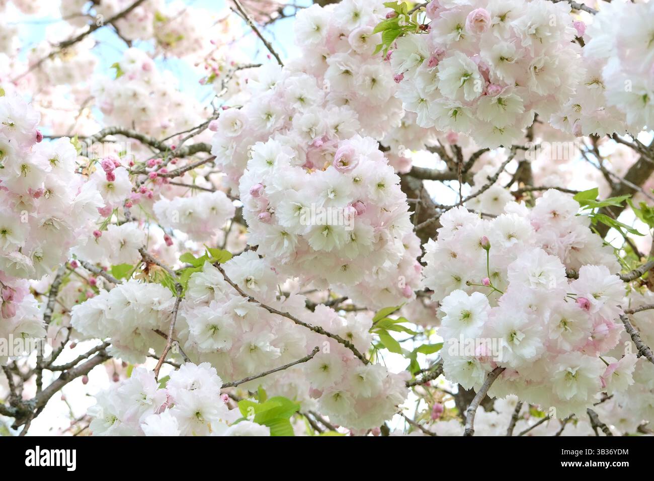 White Prunus Shogetsu, also known as the Blushing Bride flowering ...