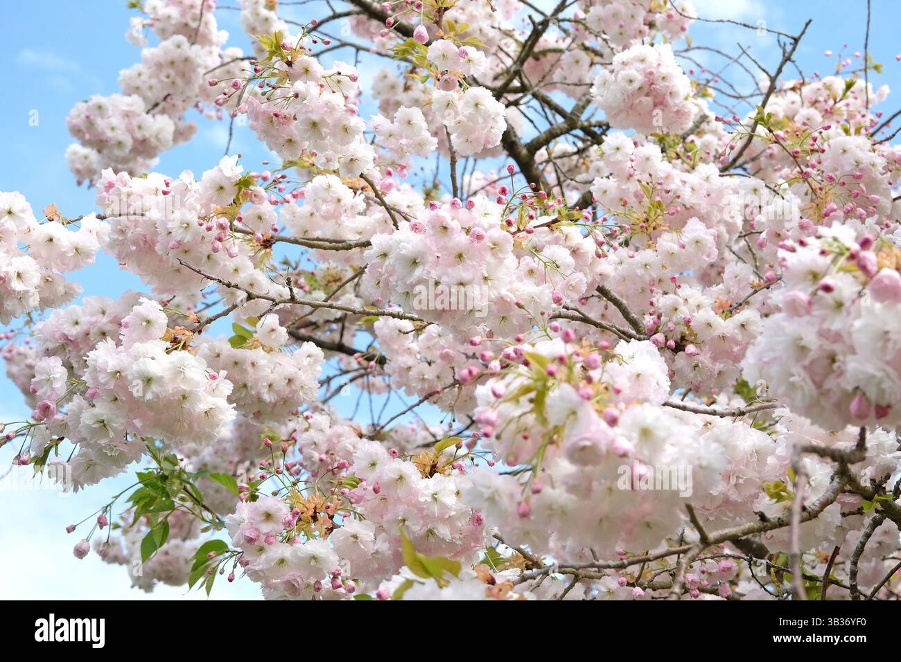 White Prunus Shogetsu, also known as the Blushing Bride flowering ...