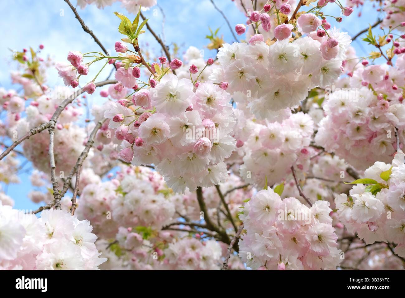 White Prunus Shogetsu, also known as the Blushing Bride flowering ...