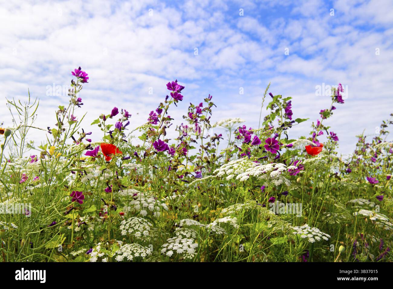 Wild flower border in hi-res stock photography and images - Alamy