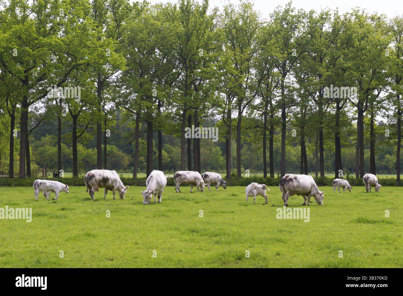 Thick bill meat cows outdoor in the fields grazing grass Stock Photo ...