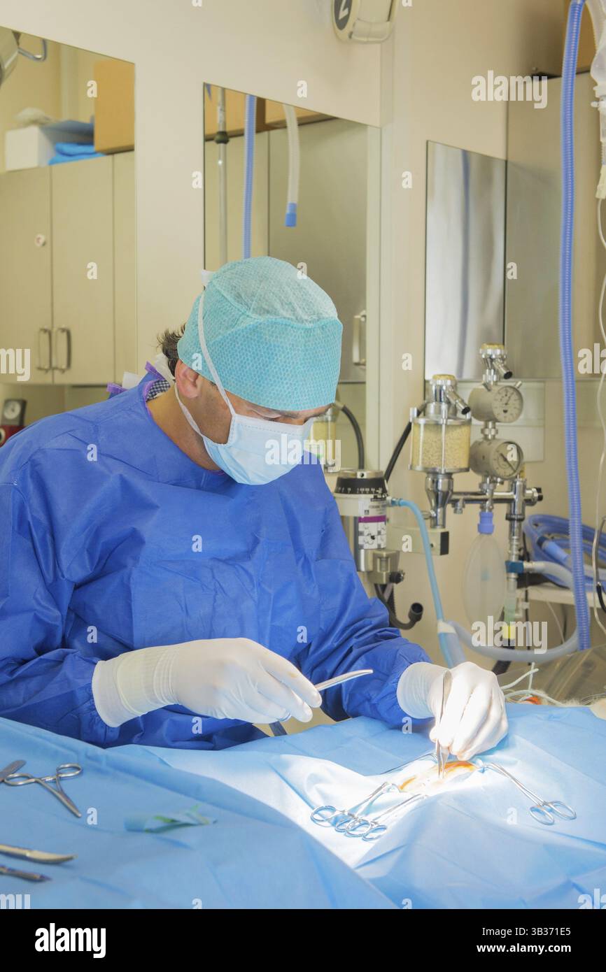 Veterinarian is operating an animal in the surgery room Stock Photo - Alamy