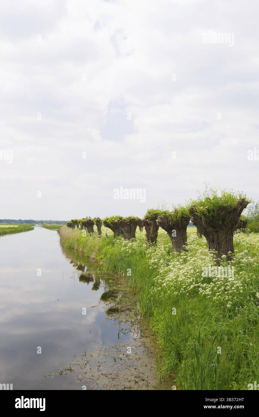 Dutch landscape in spring with row pollard willows and cow parsley ...