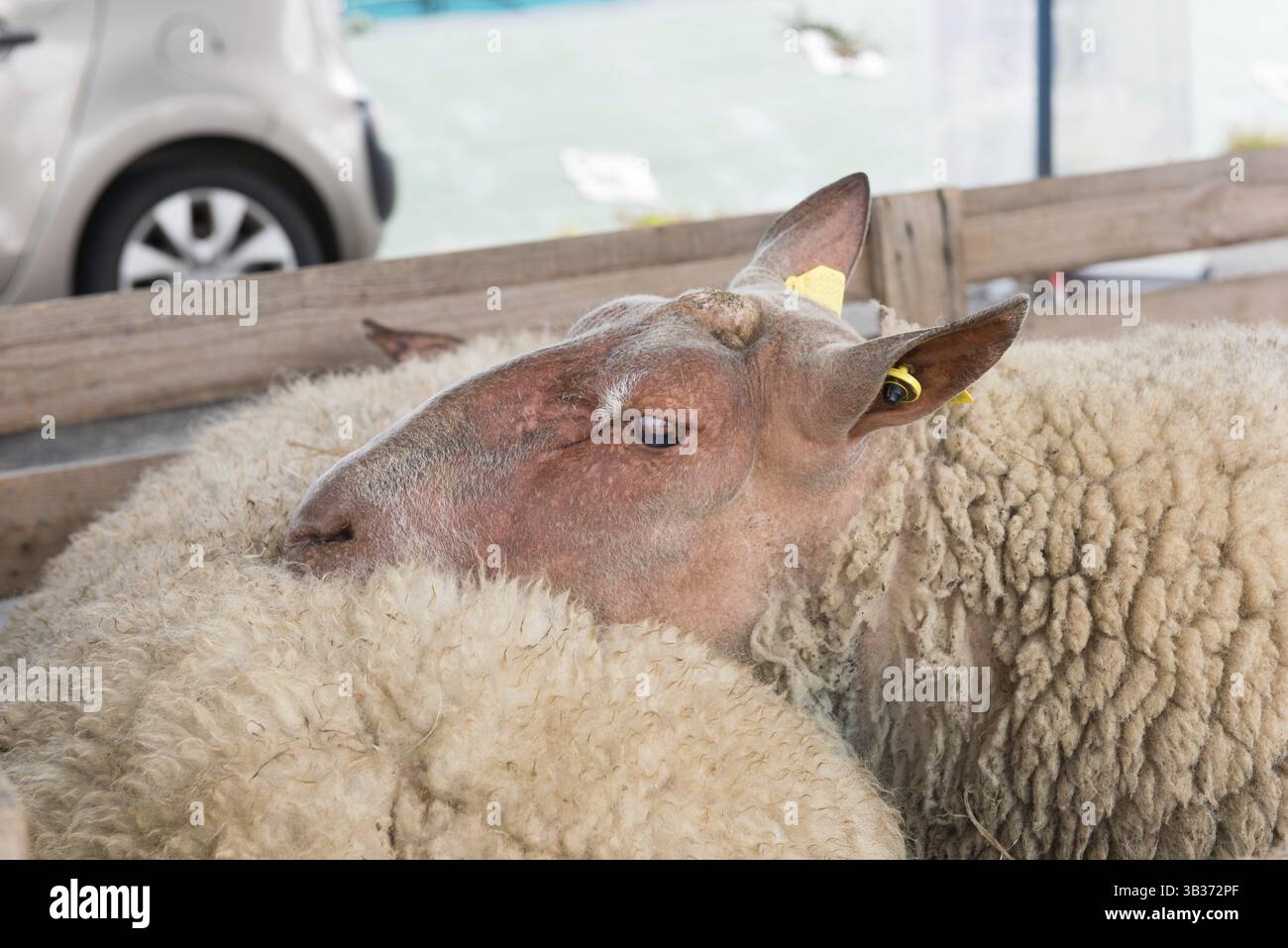 French breed of sheep hi-res stock photography and images - Alamy