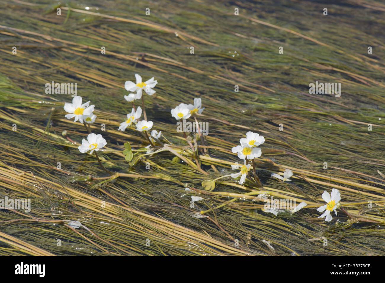 Common frogbit in water Stock Photo - Alamy