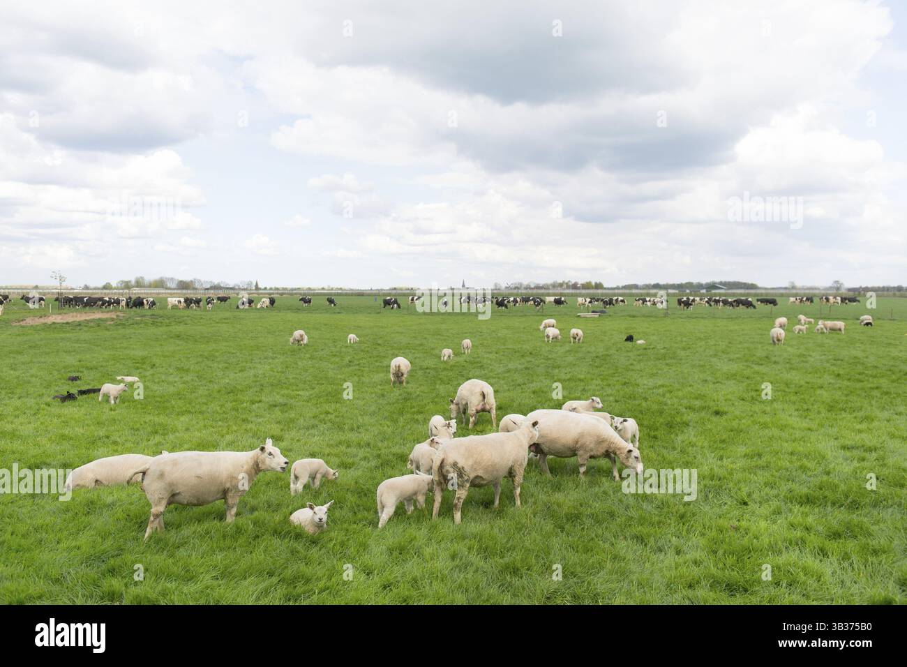 Grazing Dutch sheep and cows in spring Stock Photo - Alamy