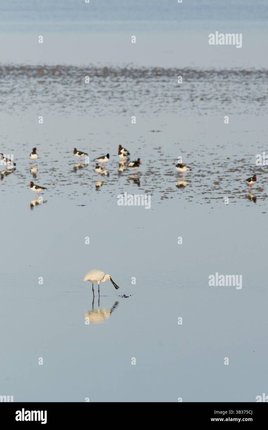 Searching food in coastal hi-res stock photography and images - Alamy