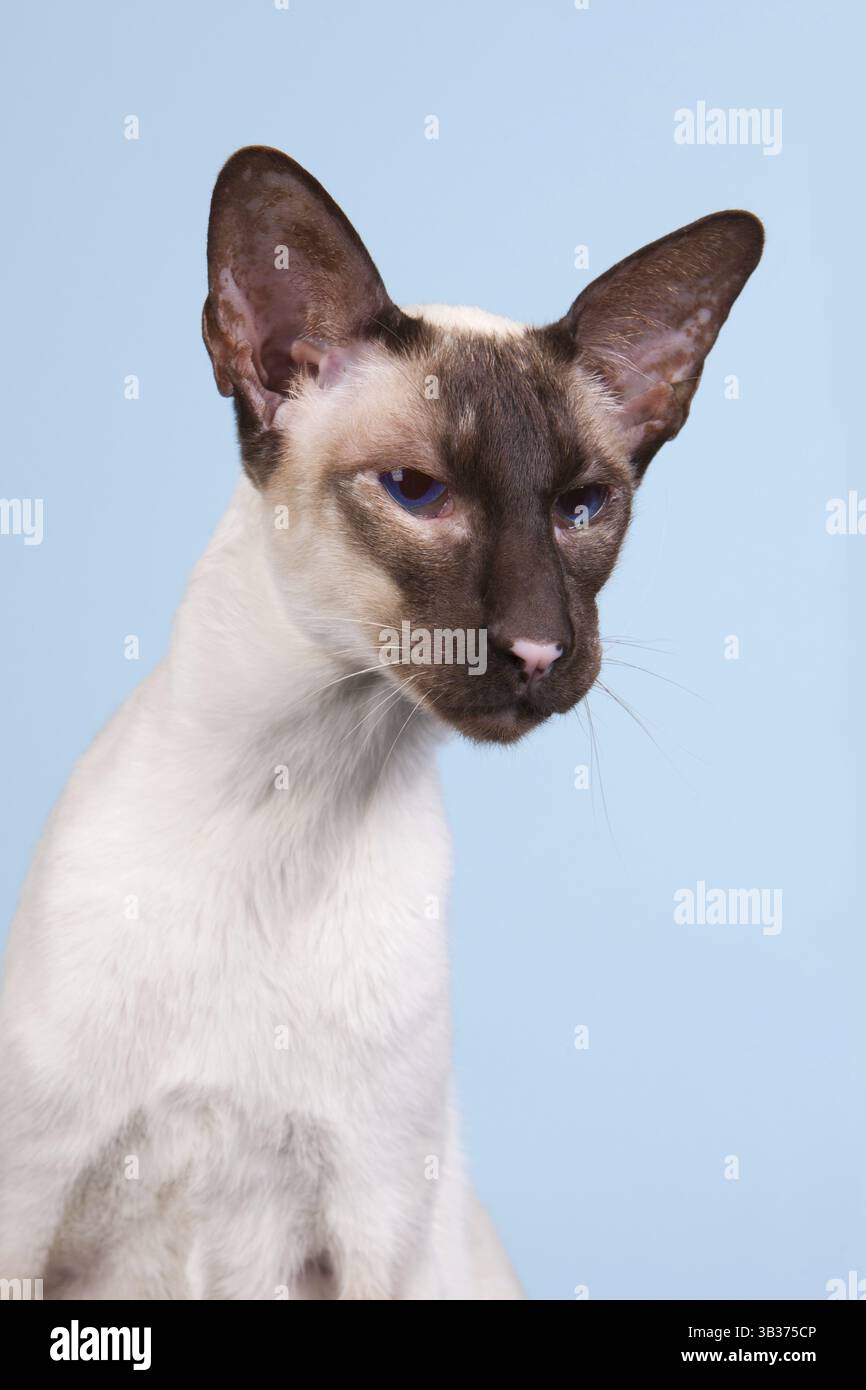Seal point Siamese cat with blue eyes on blue background Stock Photo ...