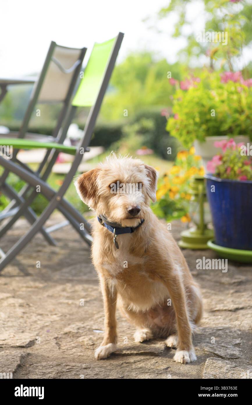 Little cute cross breed dog outdoor in the garden Stock Photo - Alamy