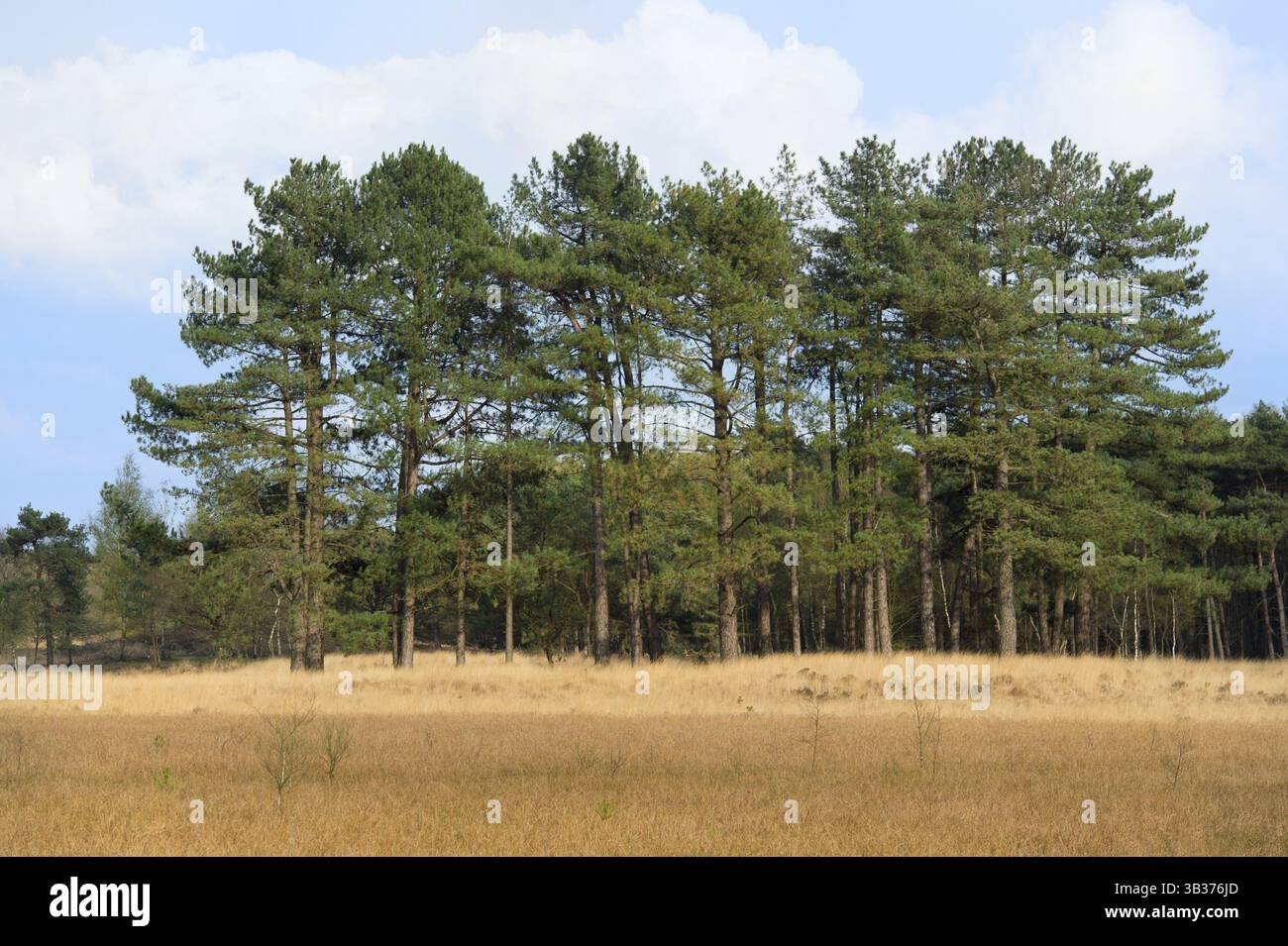 Landscape with group of pine trees Stock Photo - Alamy