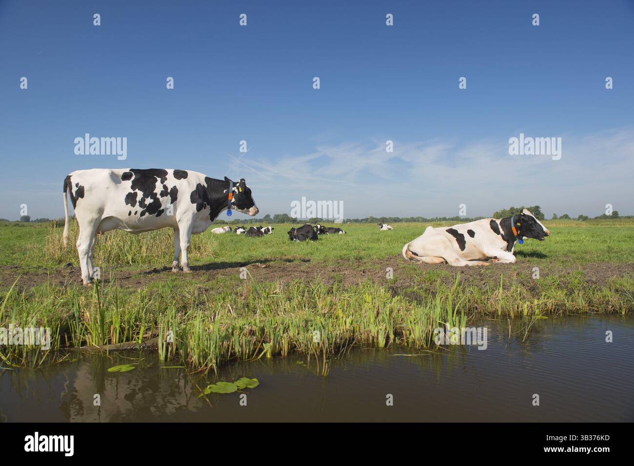 Typical Dutch cows in landscape with water and pastures Stock Photo - Alamy
